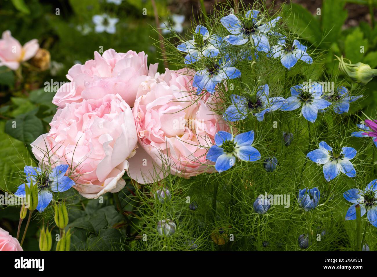 English rose border hi-res stock photography and images - Alamy