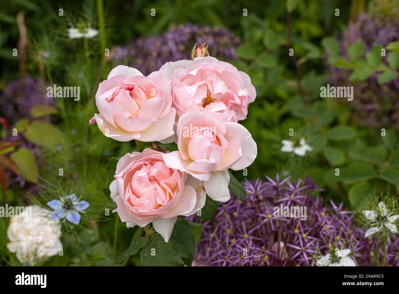Pink roses, purple alliums and Nigella damascena flowering in a summer ...