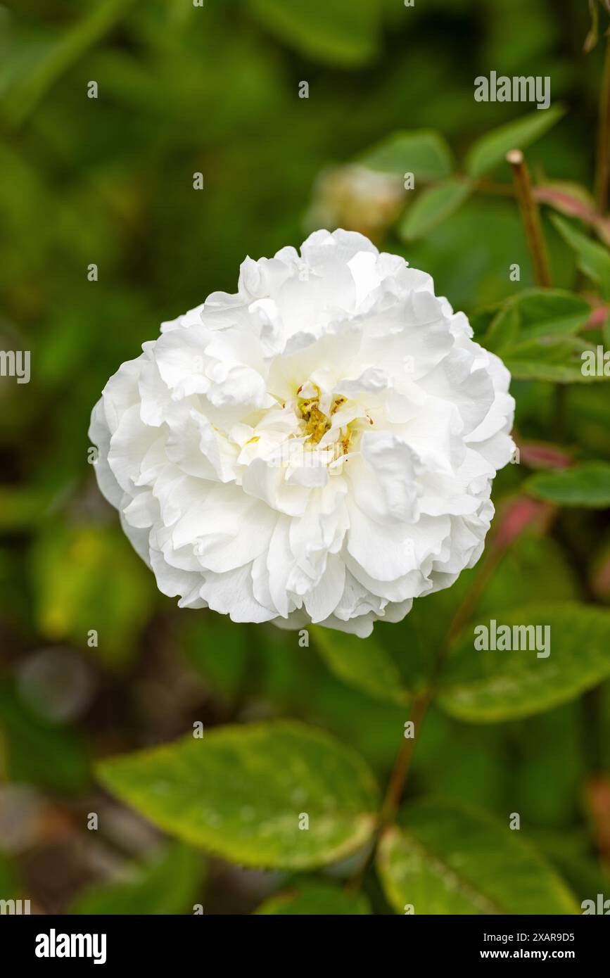 Close up of a single white rose flowering in an English garden in June ...