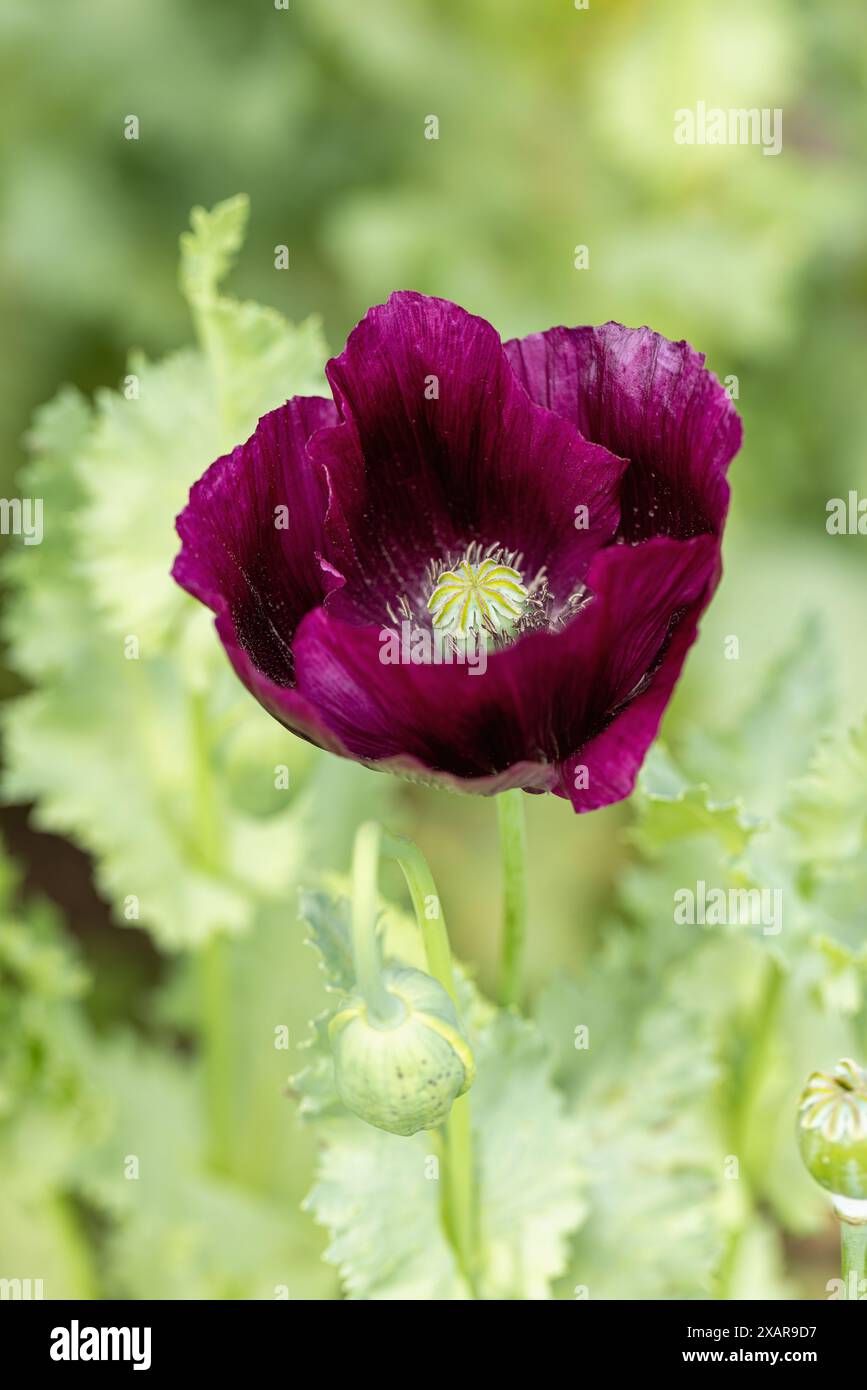 Close up of a single dark purple poppy (Papaver Somniferum) with leaves ...