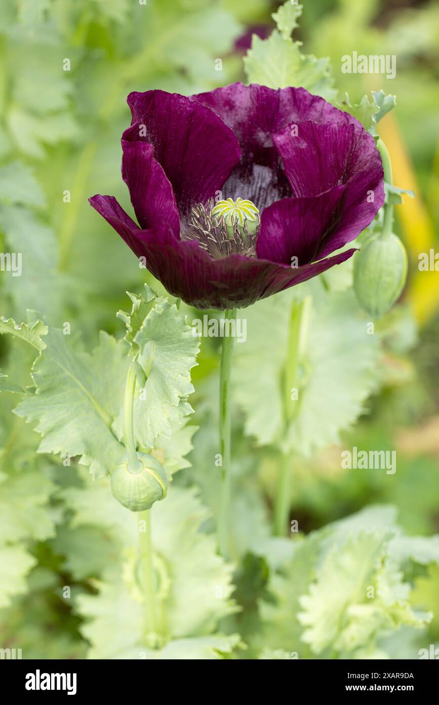 Poppy leaves hi-res stock photography and images - Alamy
