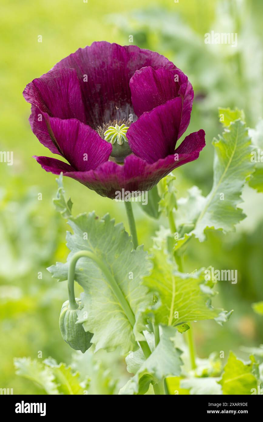 Poppy leaves hi-res stock photography and images - Alamy