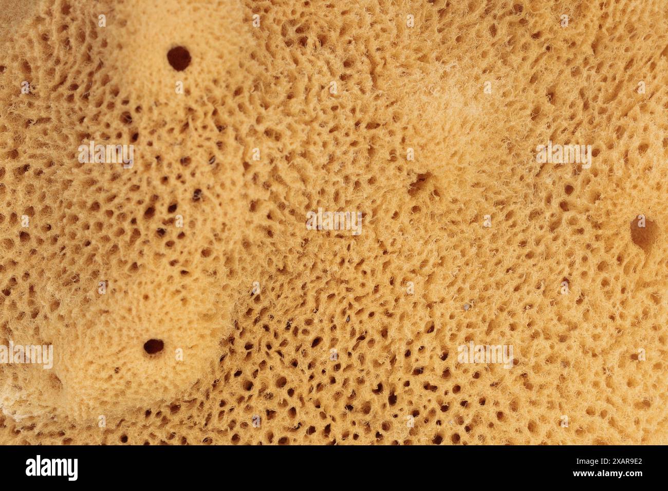 Detailed natural sponge hi-res stock photography and images - Alamy