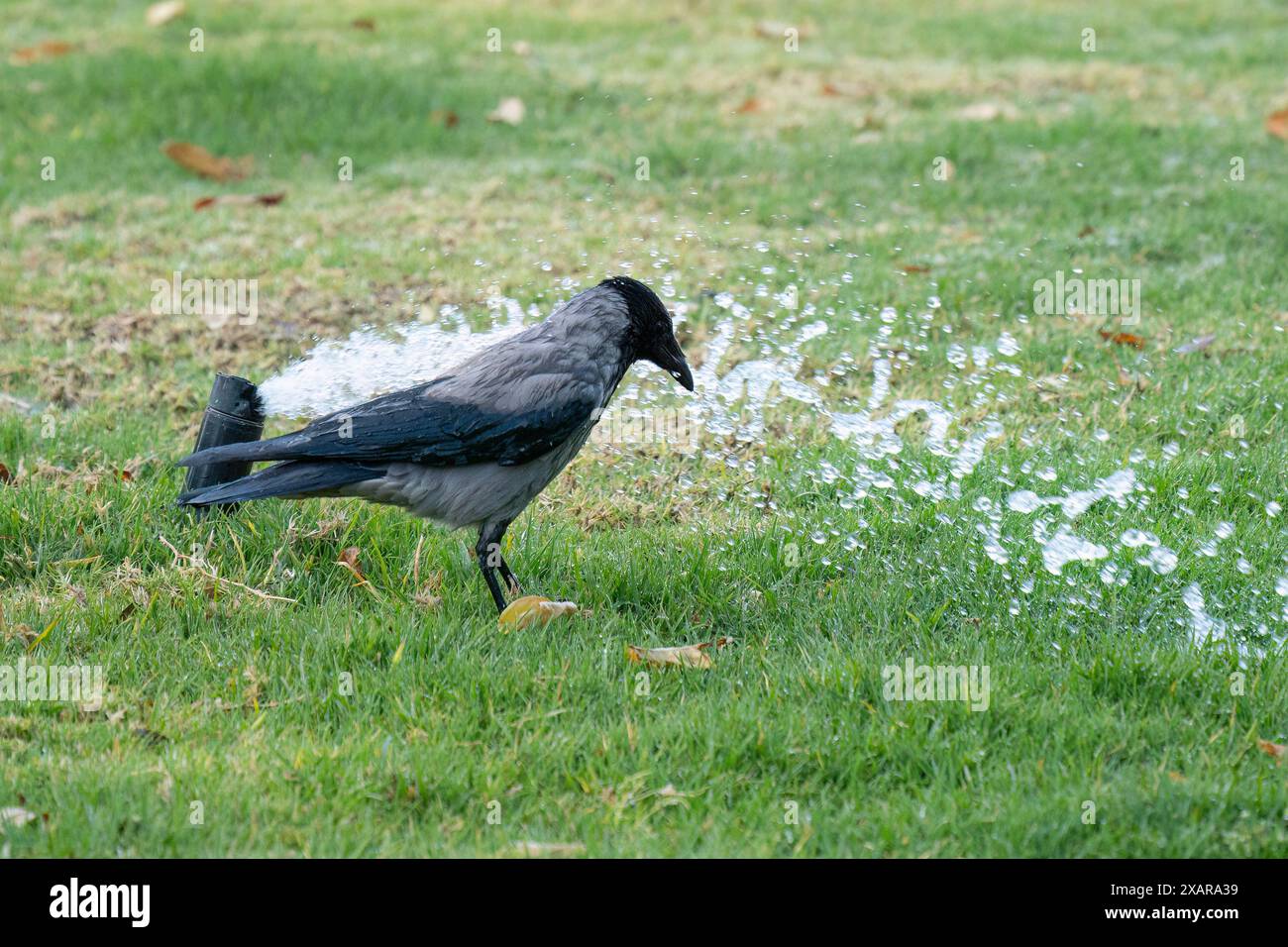 A gray crow drinking from a lawn sprinkler, wet from washing and ...