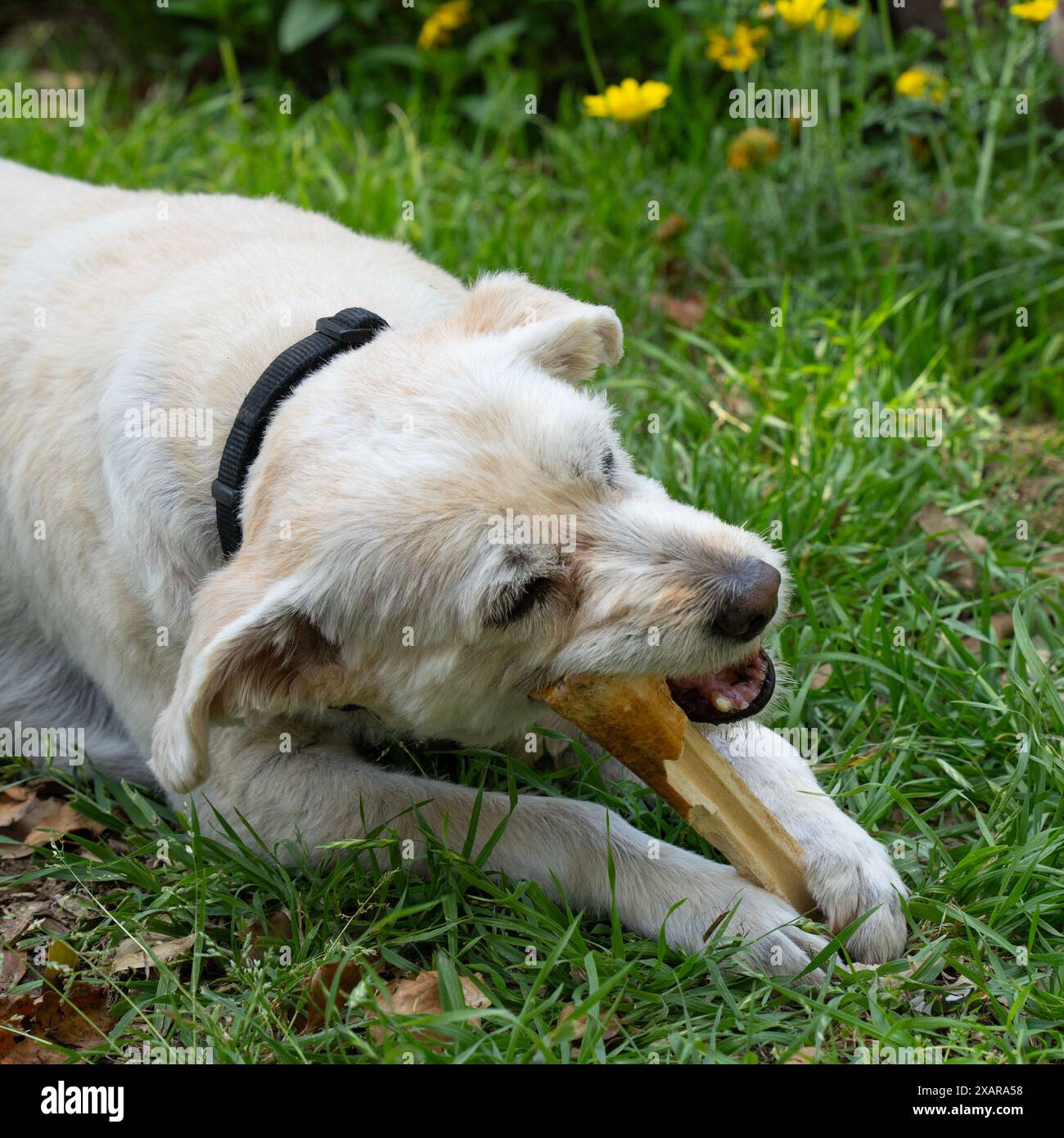 Gnawing on the bone hi-res stock photography and images - Alamy