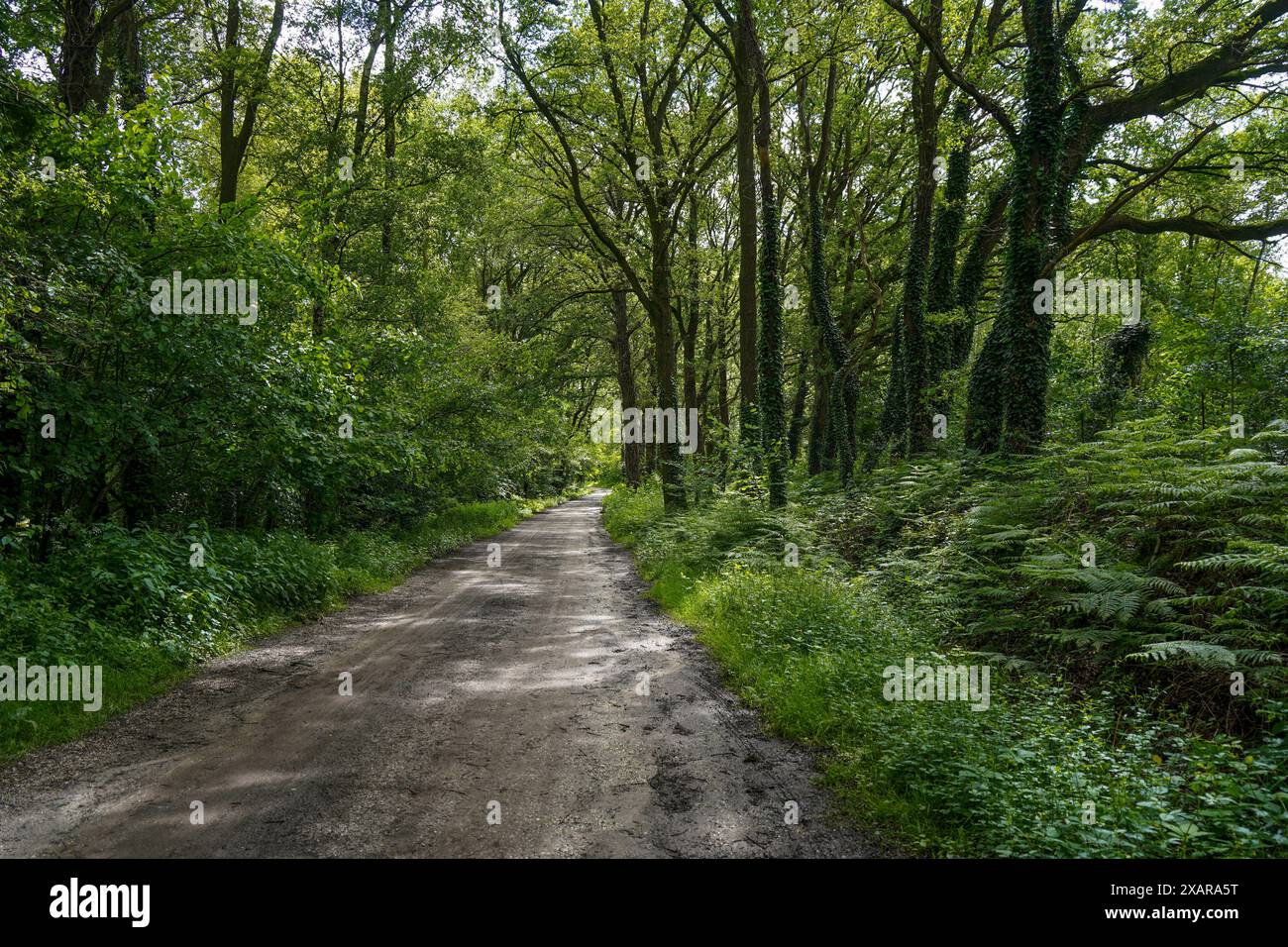 Dal van de Roode Beek, wetlands, meadows, nature reserve Schinveldse ...