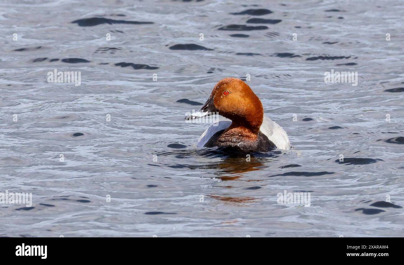 Ireland weather june 2024 hi-res stock photography and images - Alamy