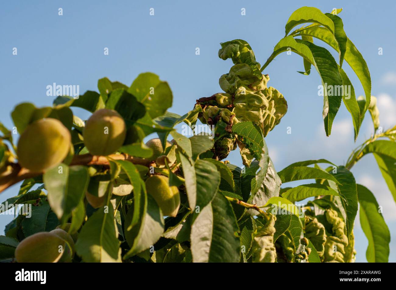 Peach tree leaves showing signs of leaf curl disease, a common fungal ...