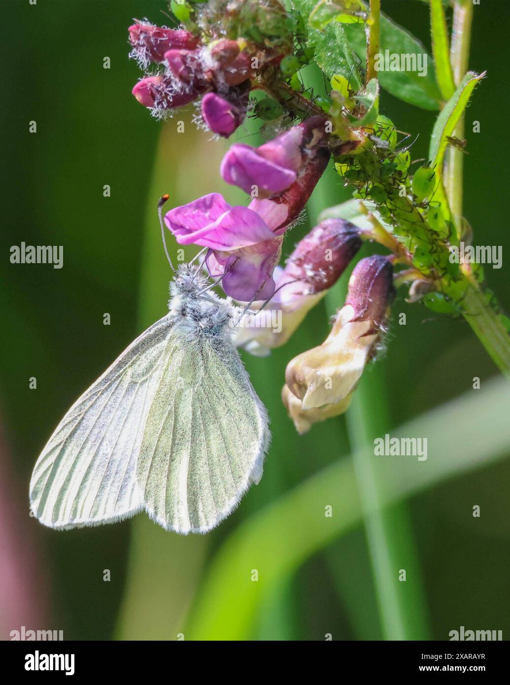June 2024 neagh hi-res stock photography and images - Alamy