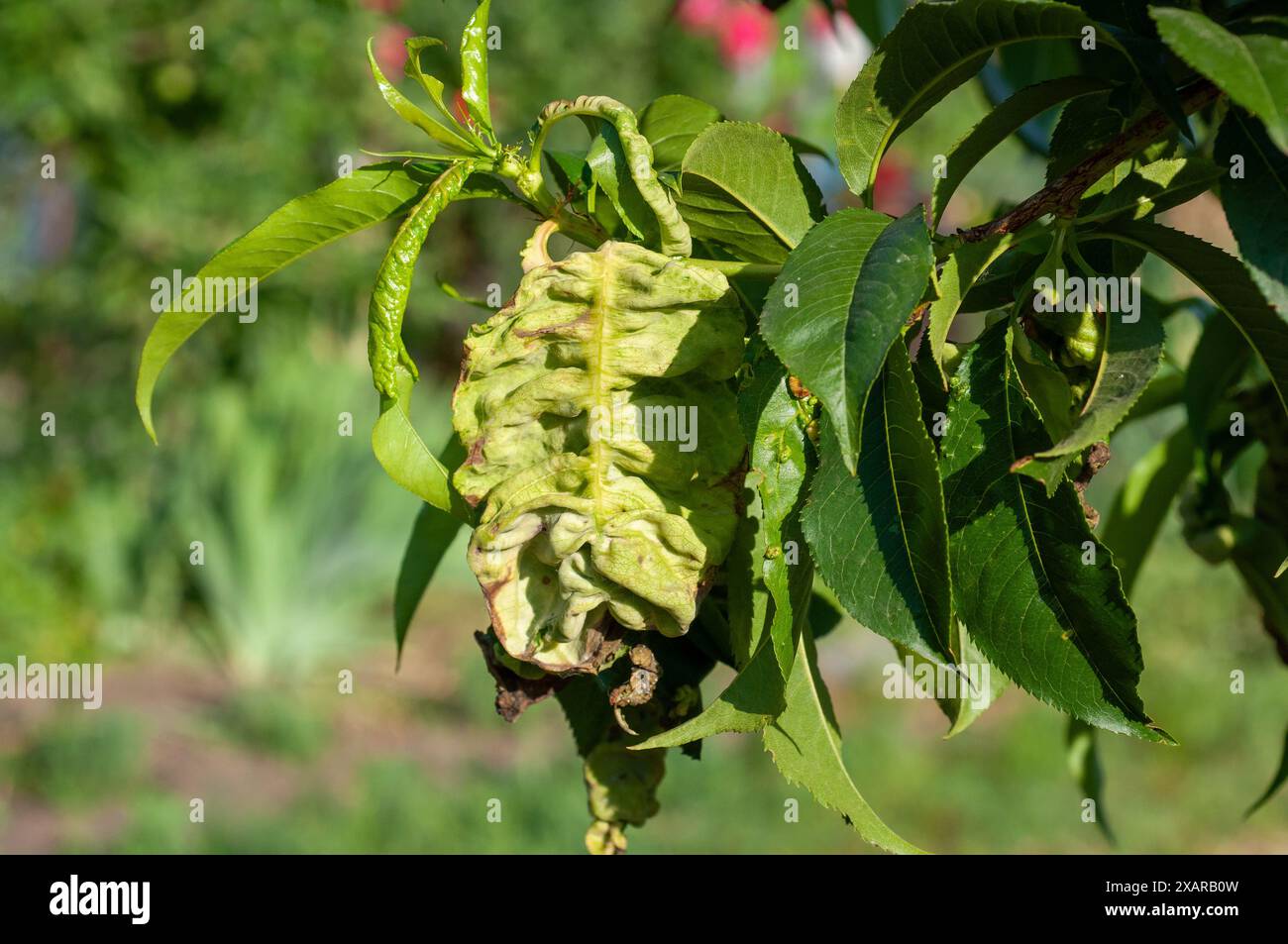 Peach tree leaves affected by leaf curl disease, displaying curled and discolored foliage Stock ...