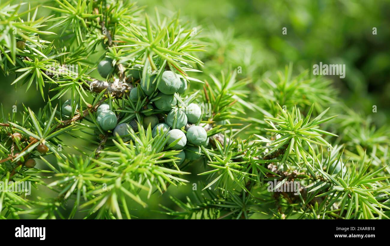 Juniper Juniperus communis common fruits berry unripe fruit green ...