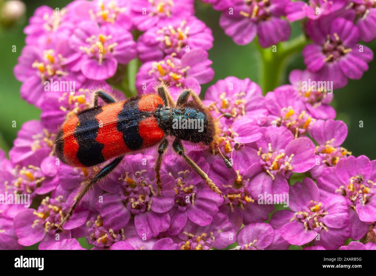 Trichodes apiarius beetle on pink yarrow flowers, showcasing its ...