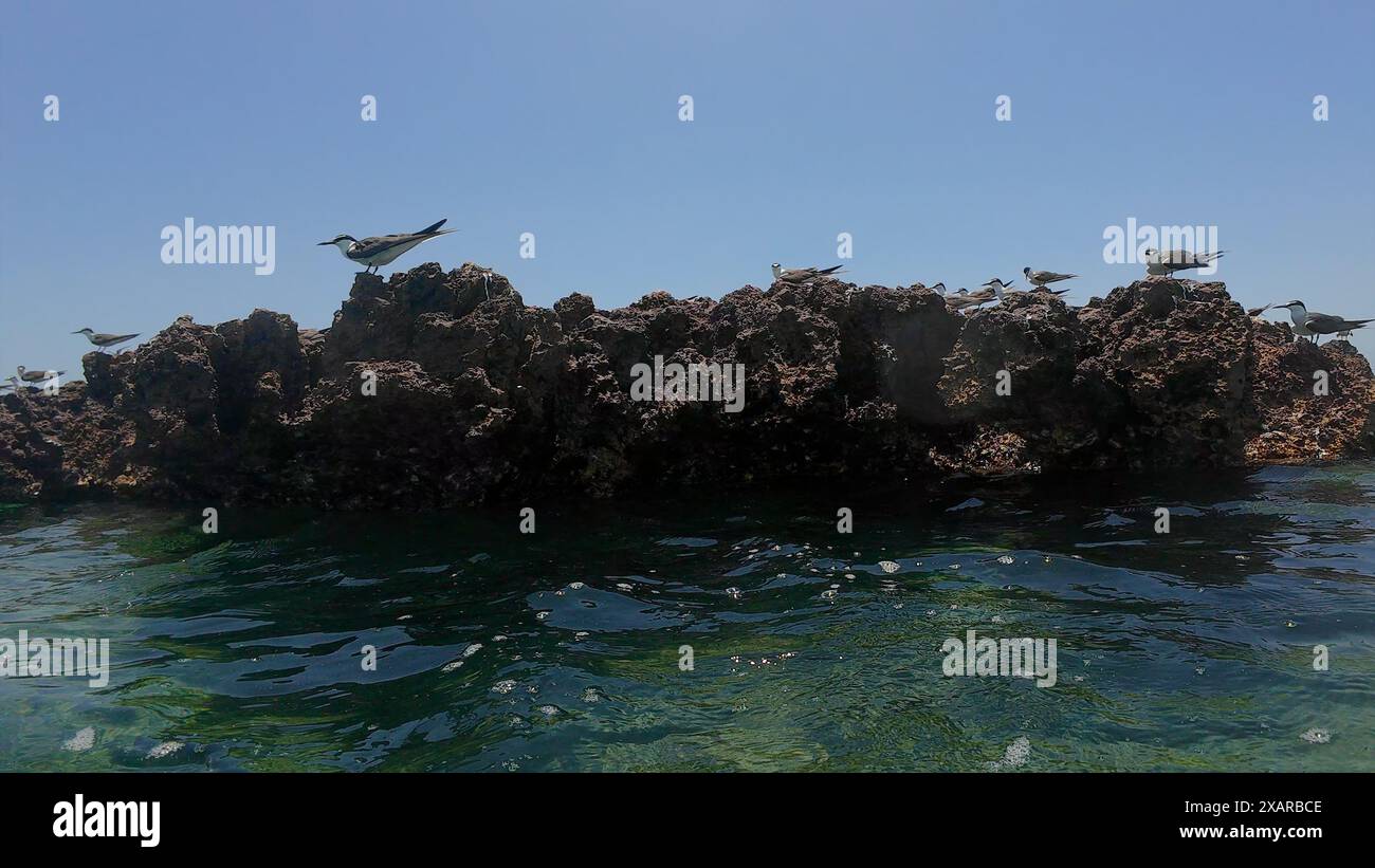 Photography small rock island with birds in Oman near Muscat during ...