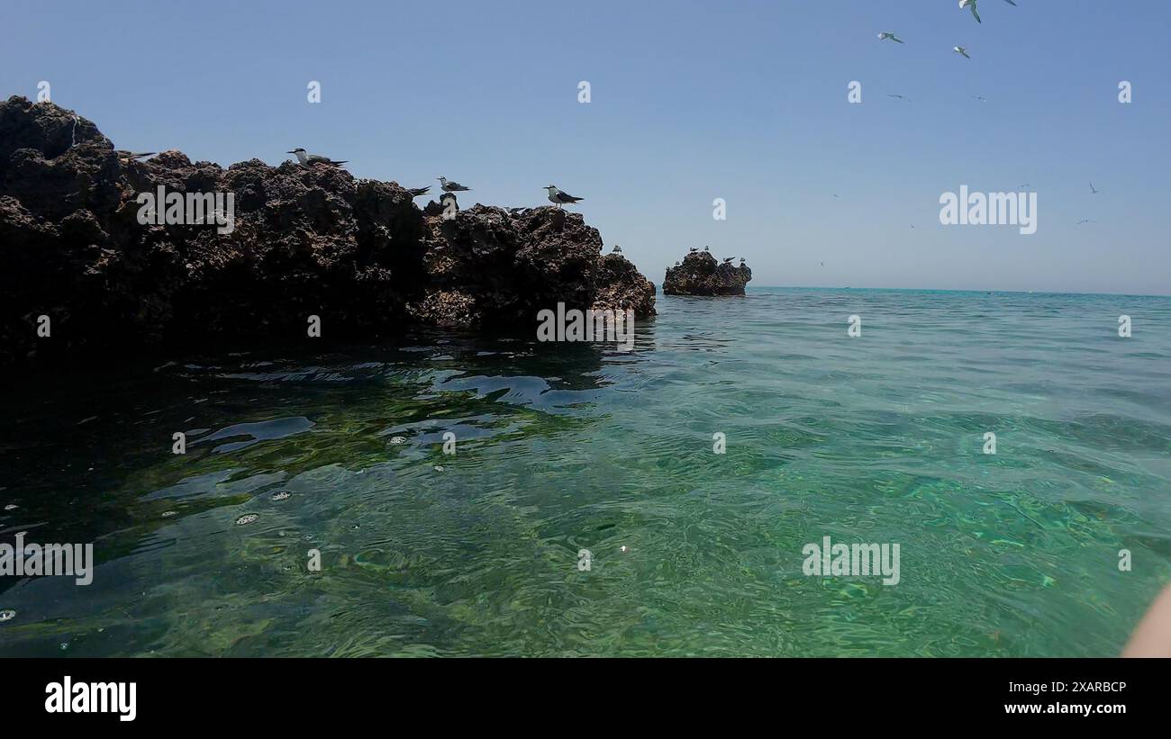Photography small rock island with birds in Oman near Muscat during ...