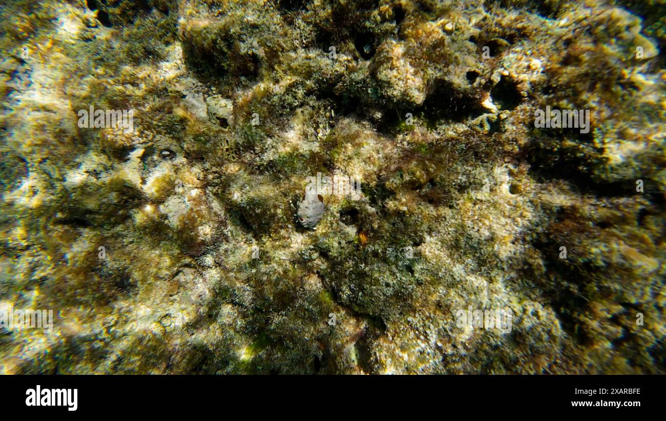 Photography of small crab and corals in Oman near Muscat during spring ...