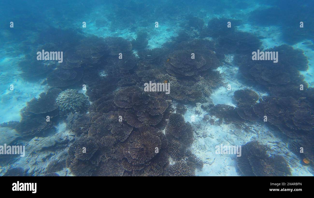 Photography of fish and corals in Oman near Muscat during spring sunny ...