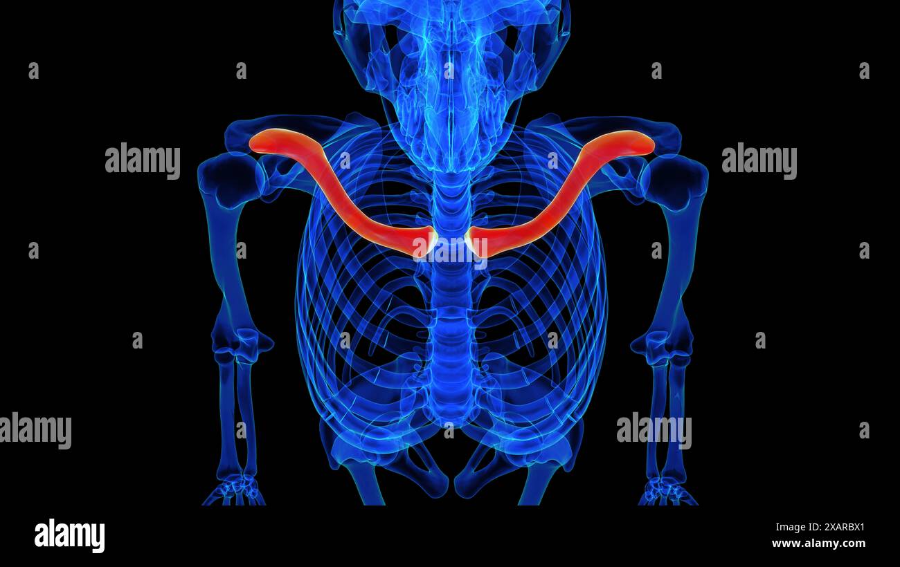 Clavicle bone anatomy for medical concept 3D illustration Stock Photo ...