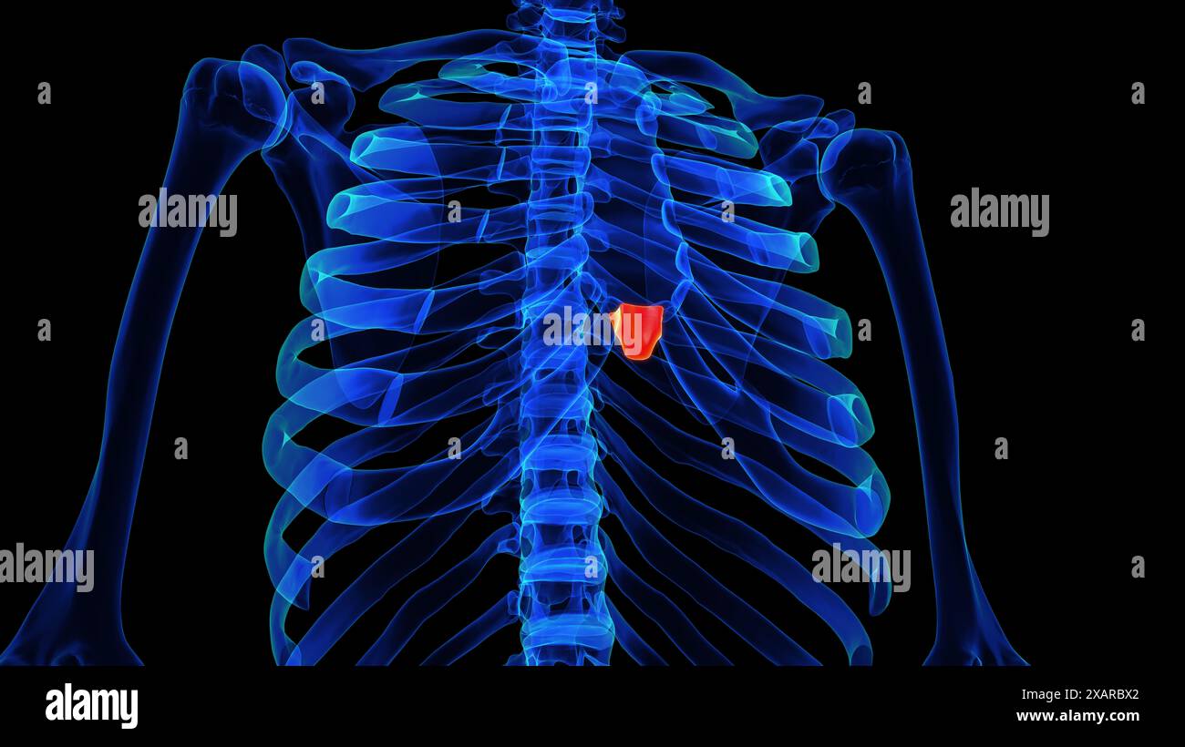 Xiphoid process anatomy for medical concept 3D illustration Stock Photo - Alamy