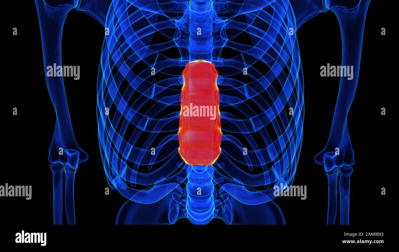 Body of sternum bone anatomy for medical concept 3D illustration Stock ...