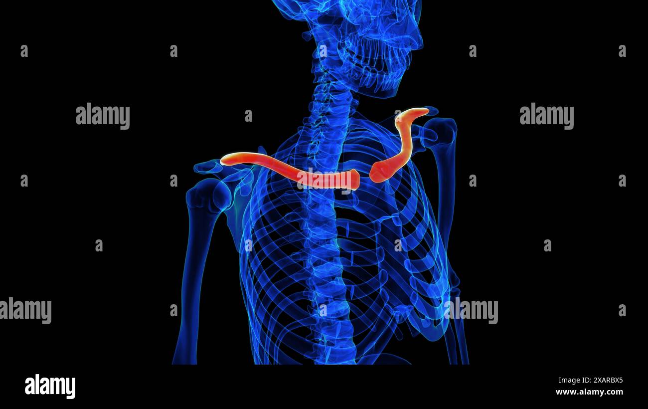Clavicle bone anatomy for medical concept 3D illustration Stock Photo ...