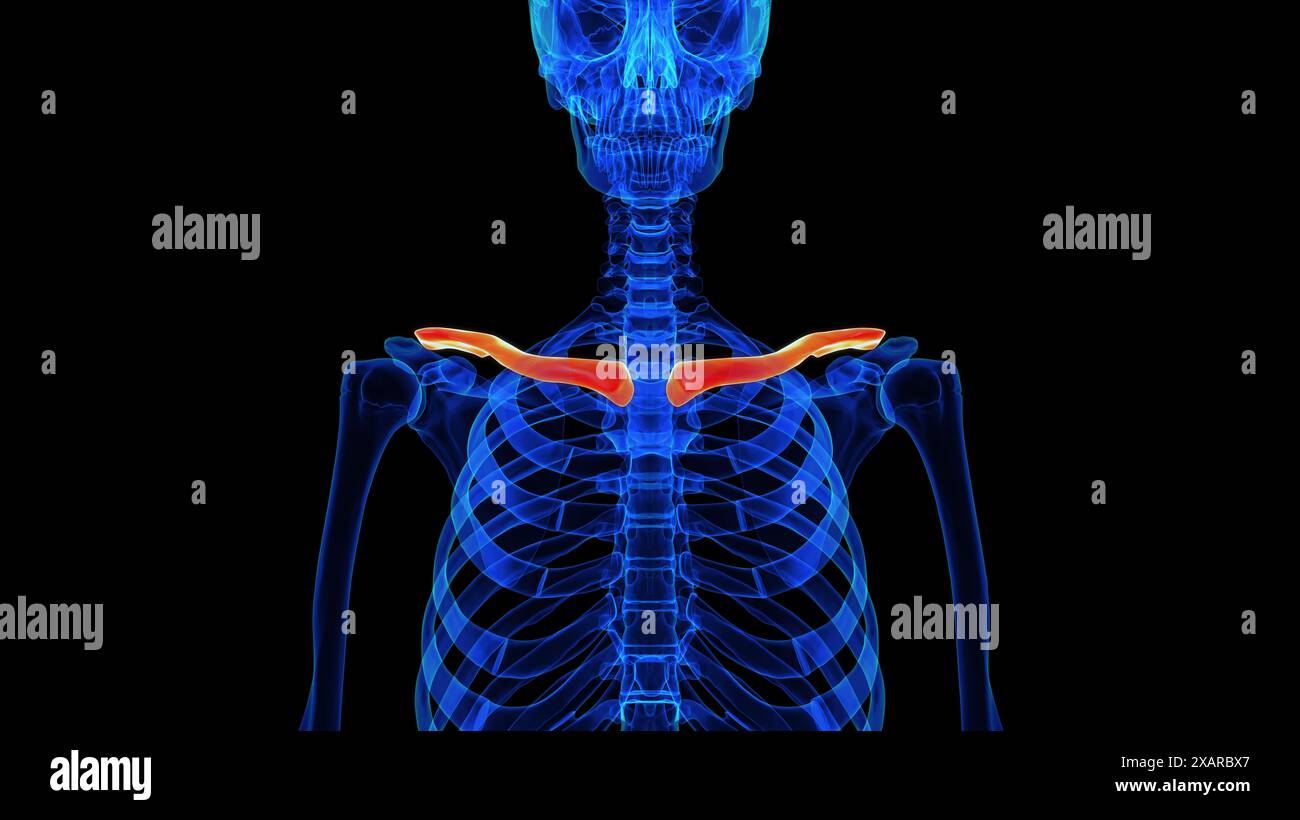 Clavicle bone anatomy for medical concept 3D illustration Stock Photo ...