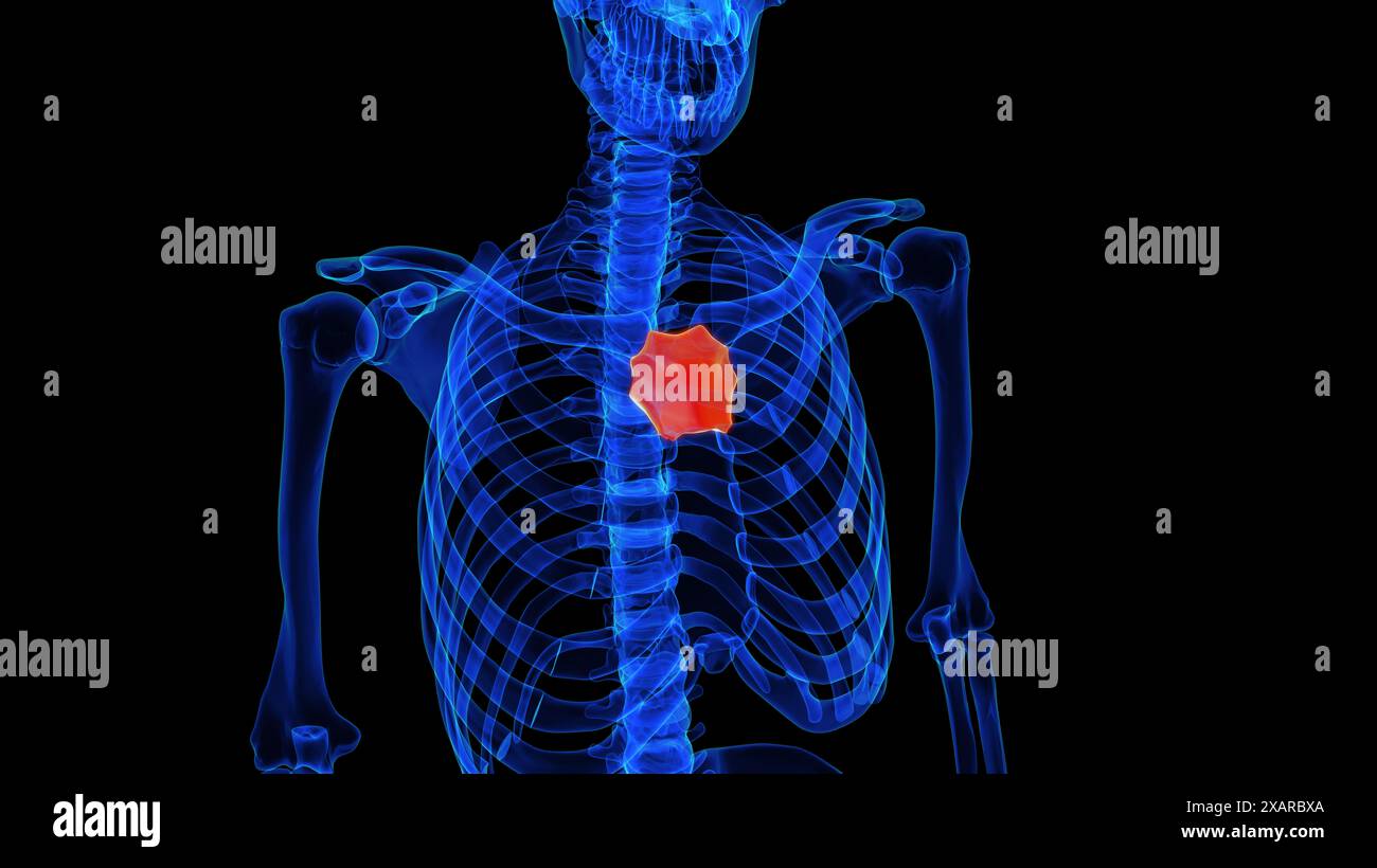 Manubrium bone anatomy for medical concept 3D illustration Stock Photo ...