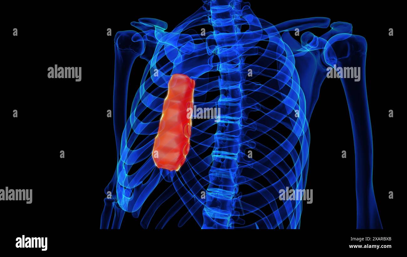 Body of sternum bone anatomy for medical concept 3D illustration Stock ...
