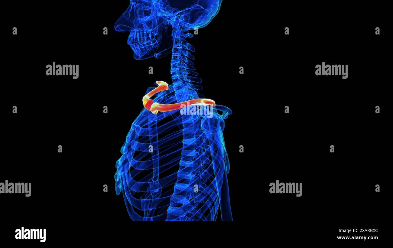 Clavicle bone anatomy for medical concept 3D illustration Stock Photo ...