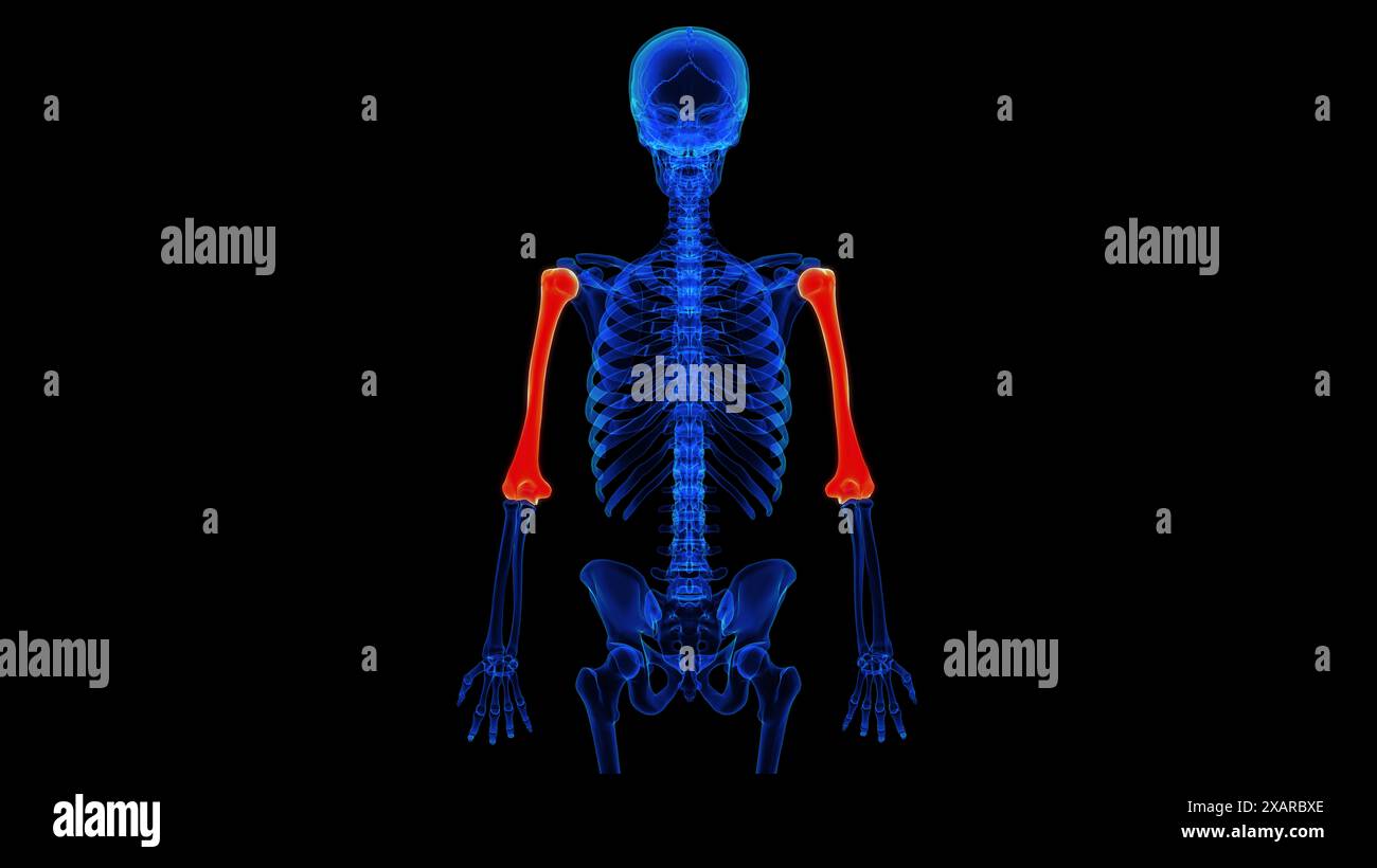 Humerus bone anatomy for medical concept 3D illustration Stock Photo ...