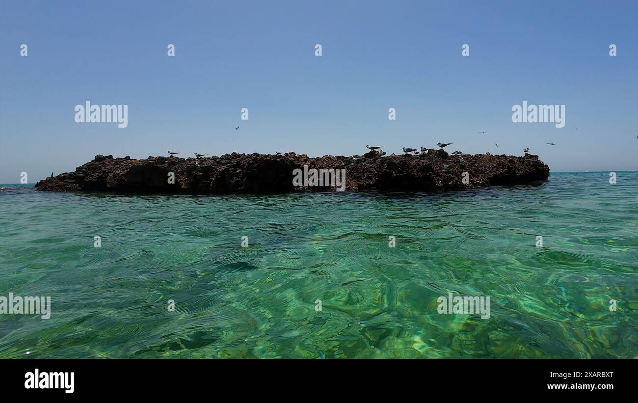 Photography small rock island with birds in Oman near Muscat during ...