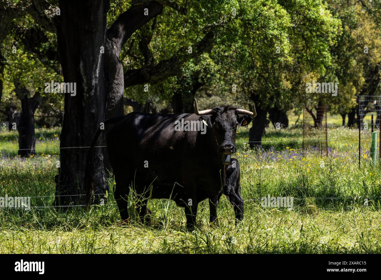 breeding of brave livestock, fighting bulls, near Cala -Sierra de Los ...