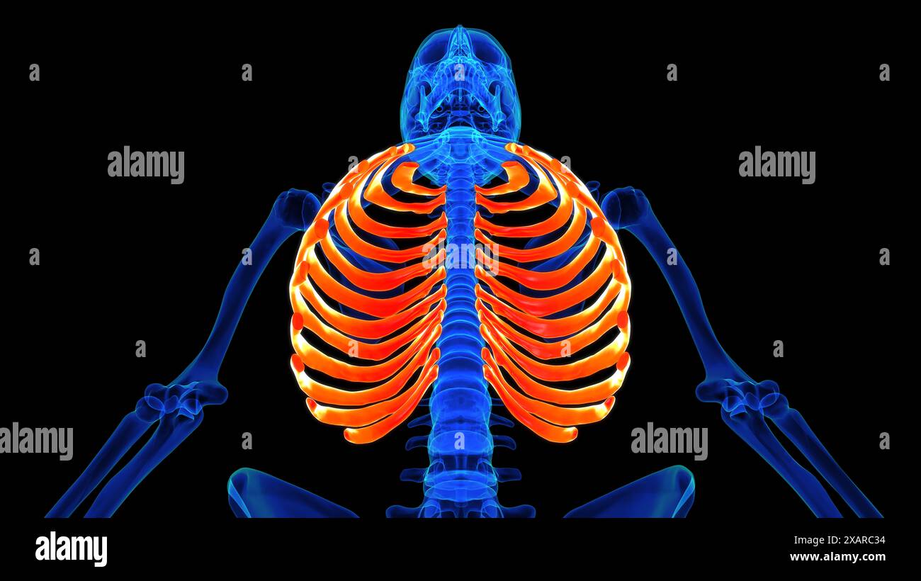 Human skeleton rib cage anatomy 3D illustration for medical concept ...