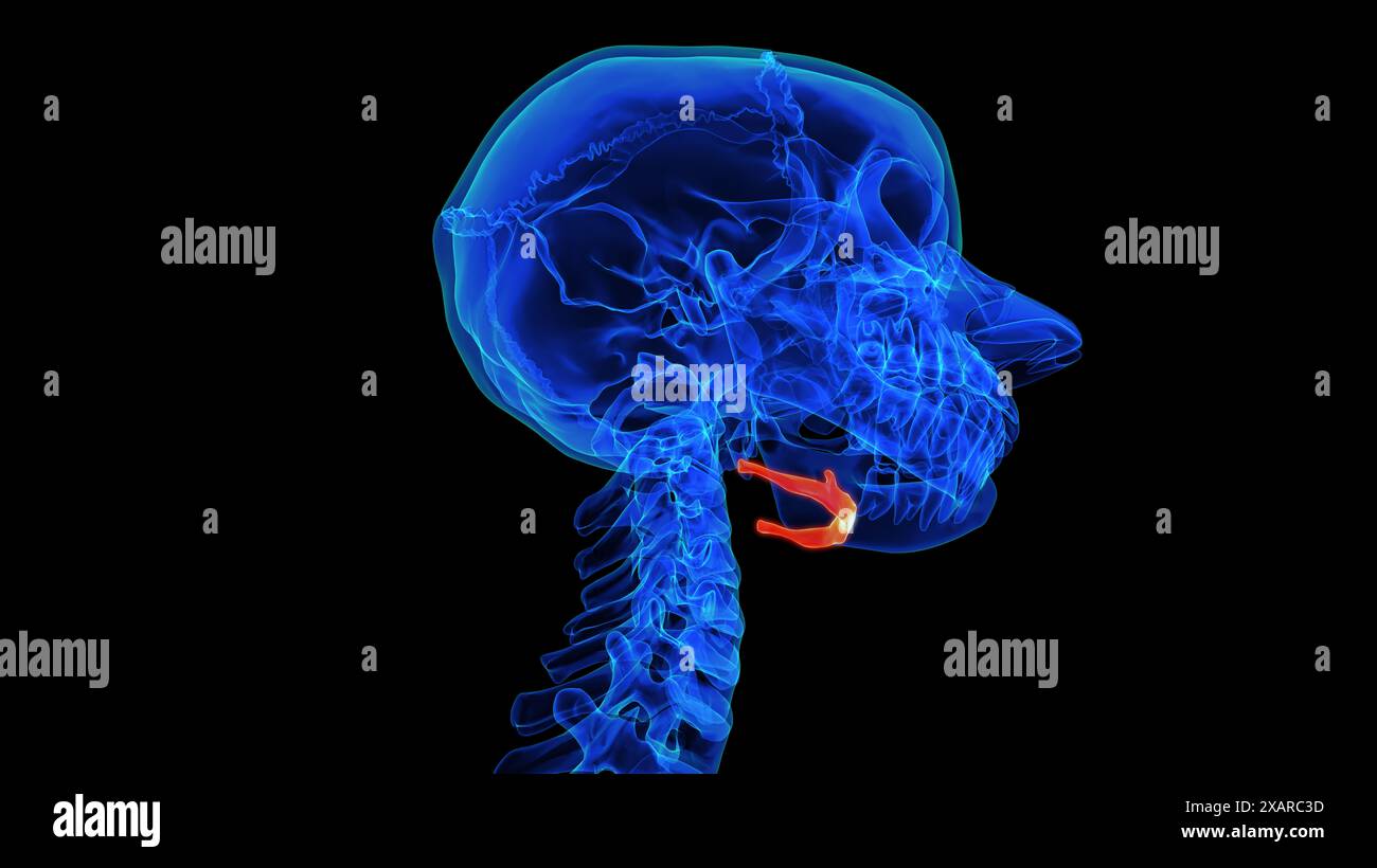 Hyoid bone anatomy for medical concept 3D illustration Stock Photo - Alamy