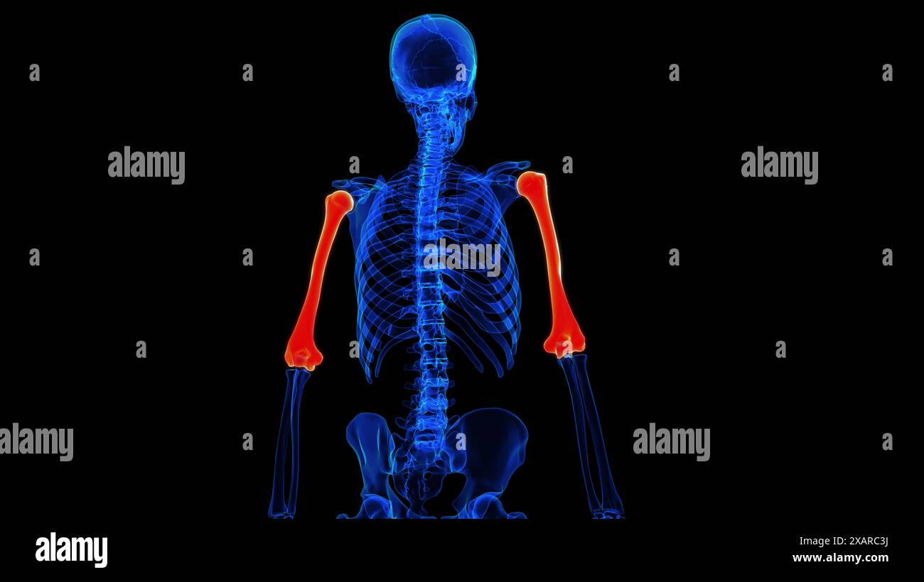 Humerus bone anatomy for medical concept 3D illustration Stock Photo ...