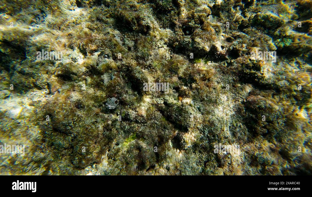 Photography of small crab and corals in Oman near Muscat during spring ...