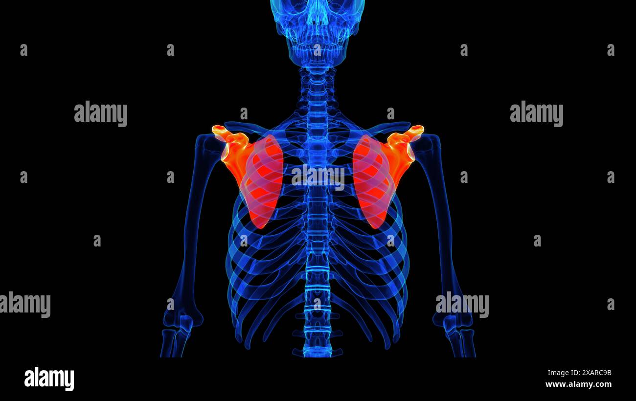 Scapula bone anatomy for medical concept 3D illustration Stock Photo ...