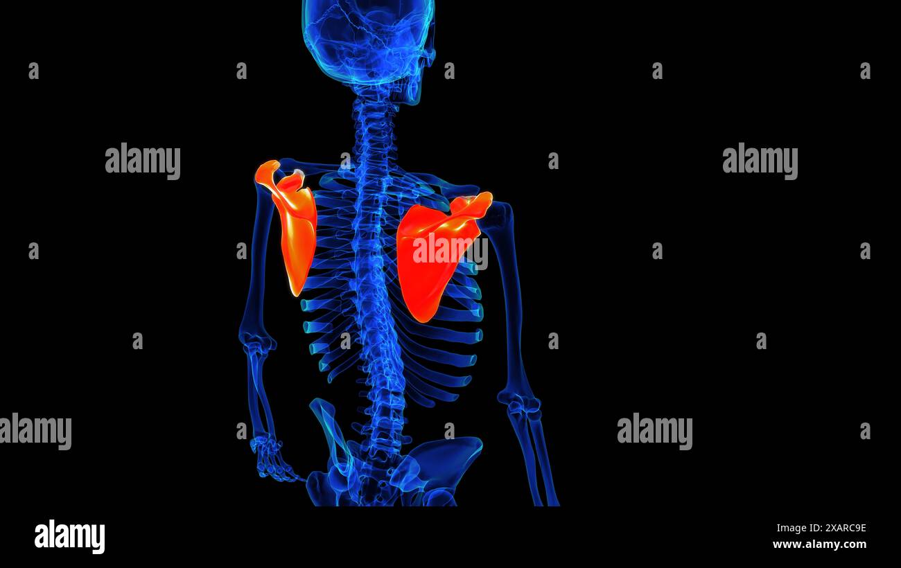 Scapula bone anatomy for medical concept 3D illustration Stock Photo ...