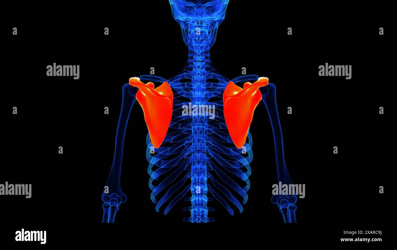 Scapula bone anatomy for medical concept 3D illustration Stock Photo ...