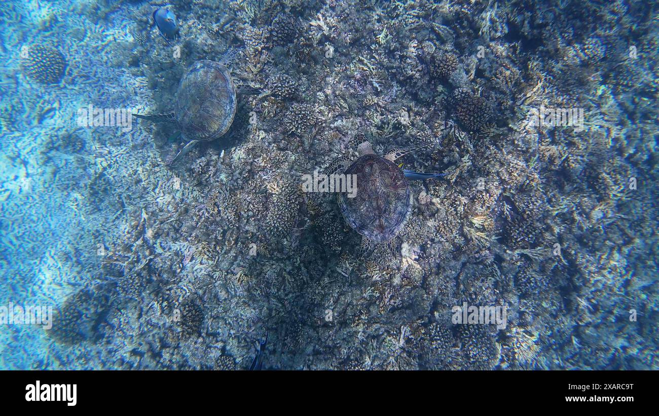 Photography of fish, turtles and corals in Oman near Muscat during ...
