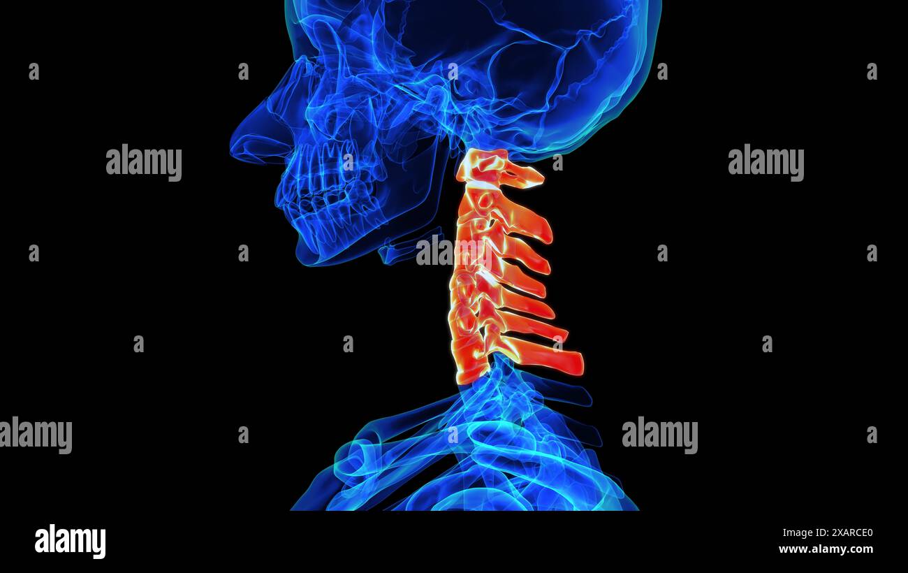 Cervical vertebrae anatomy for medical concept 3D illustration Stock ...