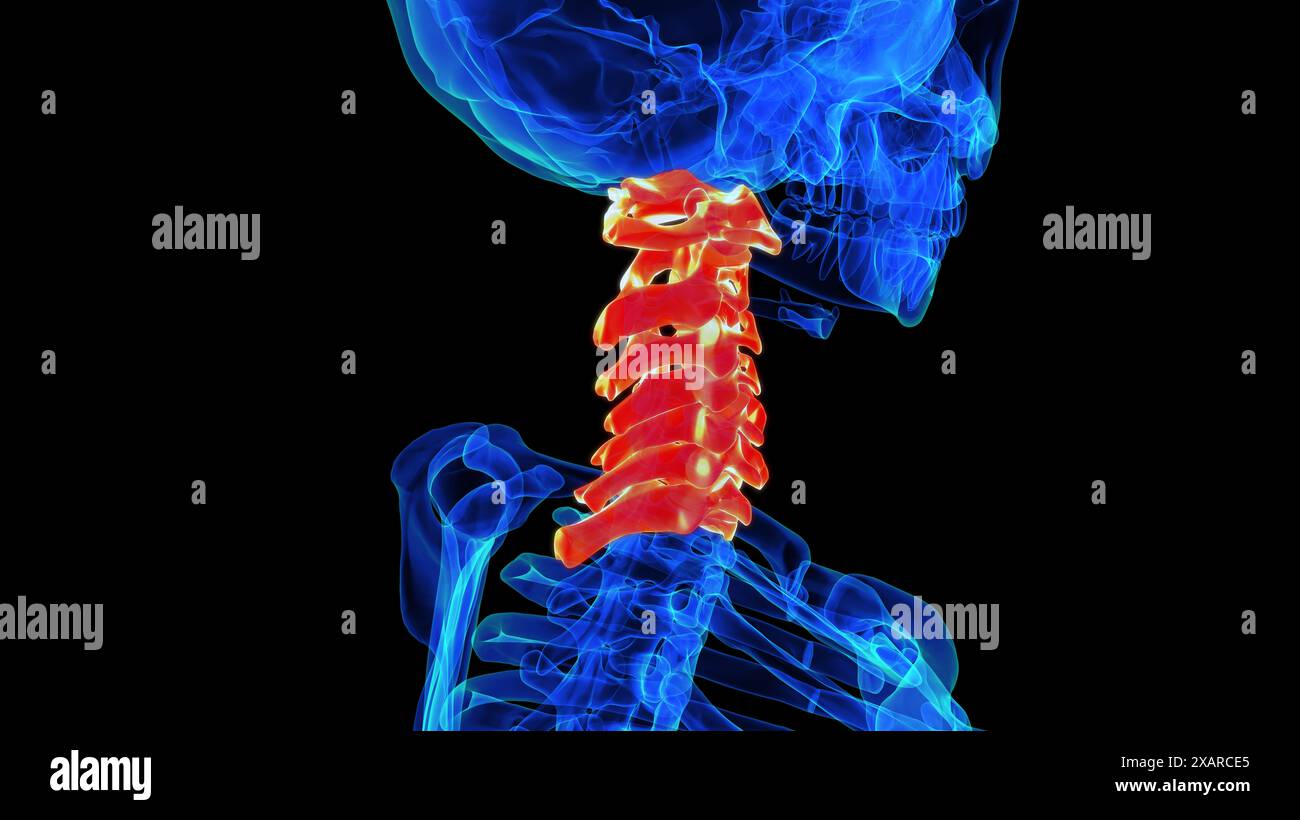 3d medical animation spine anatomy hi-res stock photography and images ...