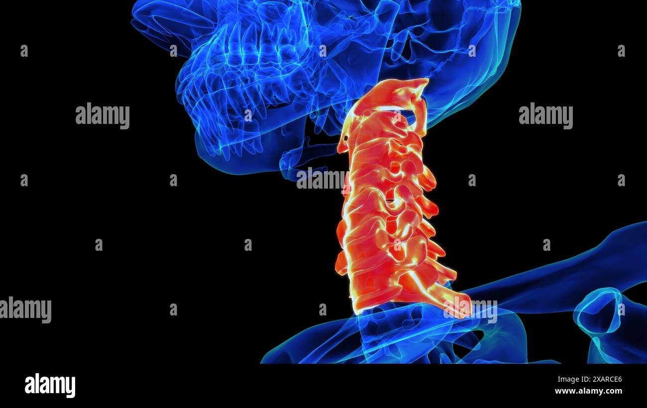 3d medical animation spine anatomy hi-res stock photography and images ...
