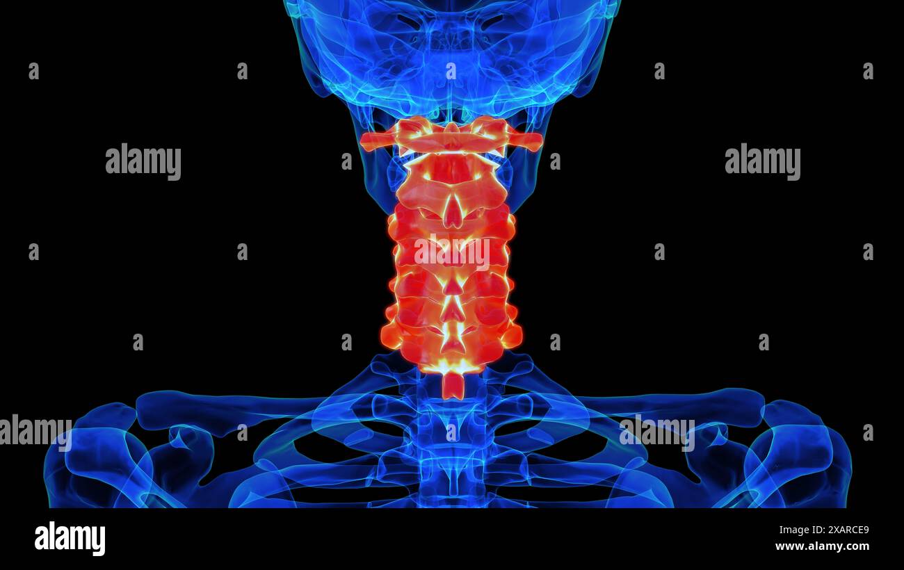 Cervical vertebrae anatomy for medical concept 3D illustration Stock ...