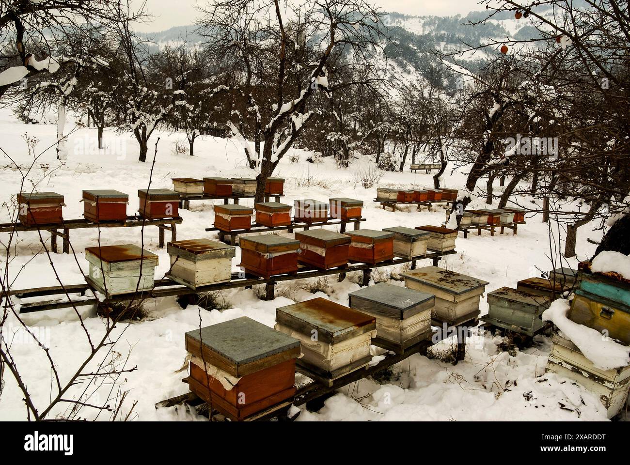 Beekeeping knowledge hi-res stock photography and images - Alamy