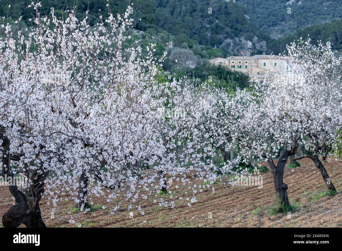 almendros en flor, Bunyola, Prunus dulcis, Mallorca, Balearic Islands ...