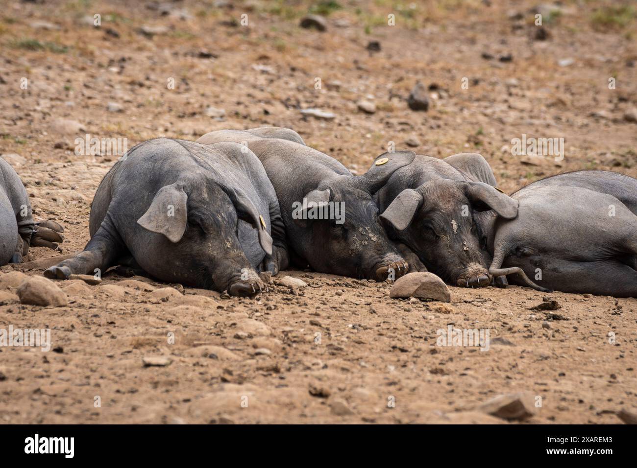 herd of Iberian pigs in a holm oak forest, near Valverde del Camino ...