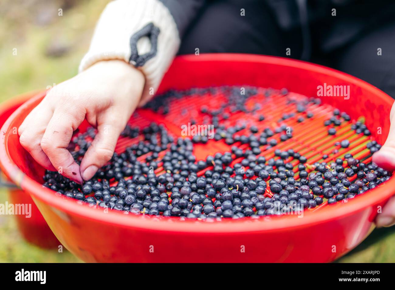 Sorting tray hi-res stock photography and images - Alamy
