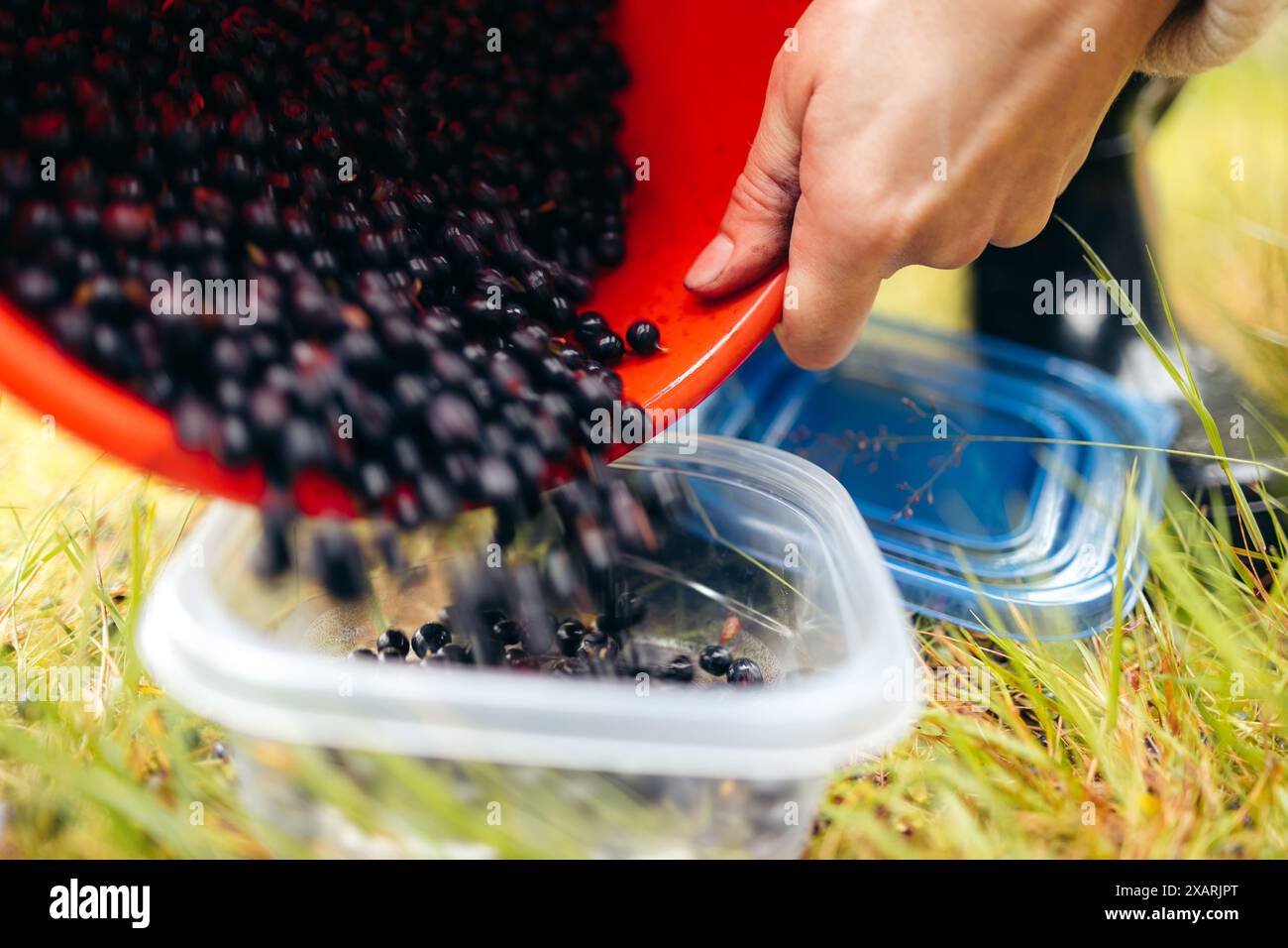 Pouring blueberries from red bucket into plastic container - motion ...