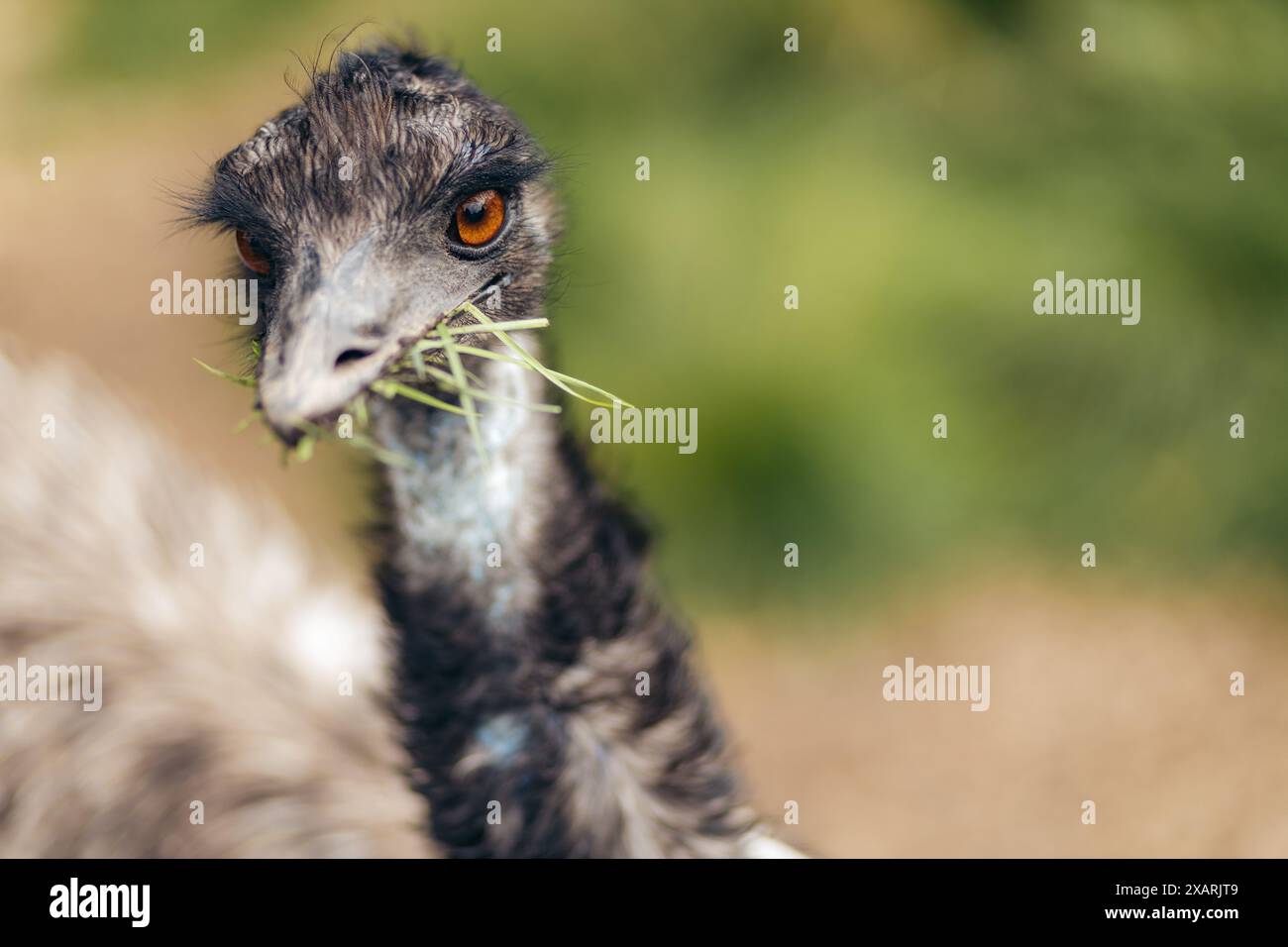 Closeup shot hay in hi-res stock photography and images - Alamy