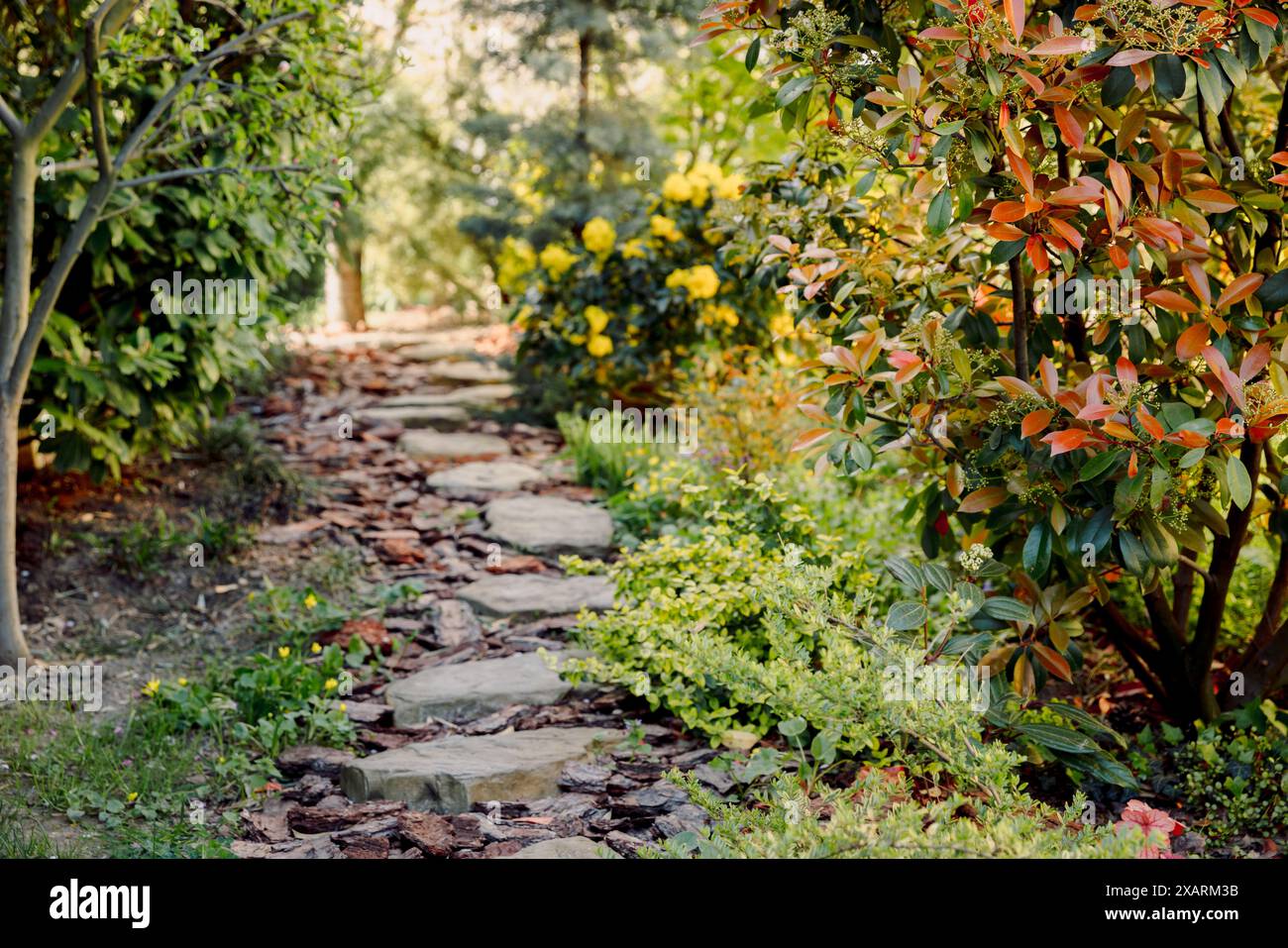 Beautiful view of landscaped garden with path and evergreen plants in ...